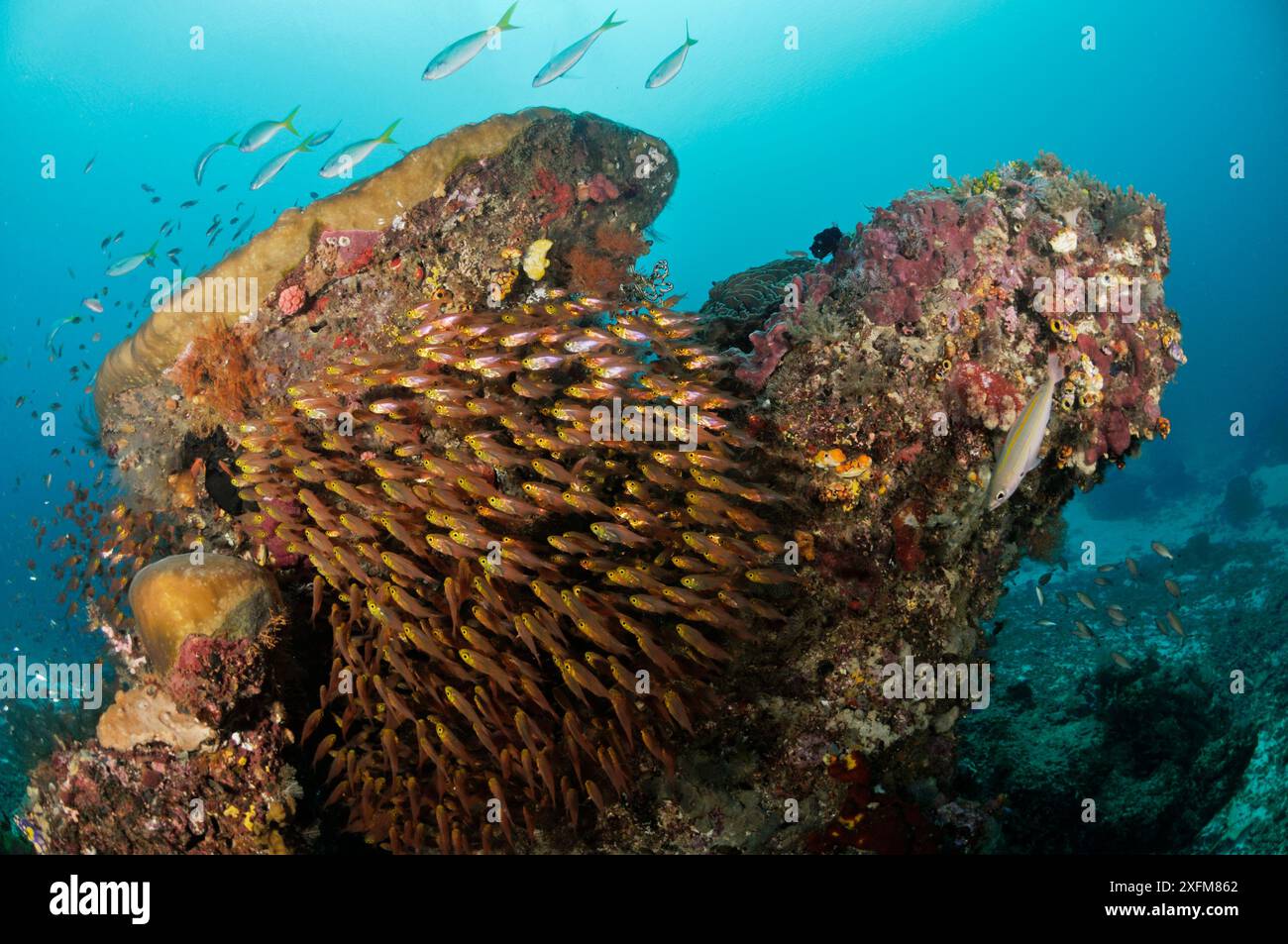 School of Golden/ Pygmy Sweepers (Parapriacanthus ransonneti), and ...