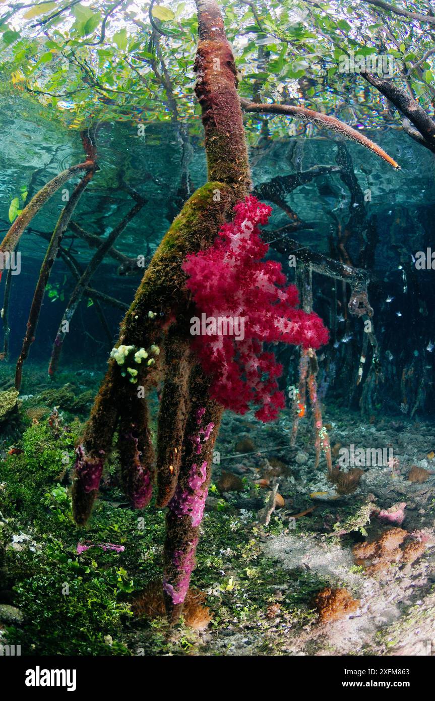 Mangrove (Rhizophora sp.), with soft coral (Dendronephthya sp.) growing ...