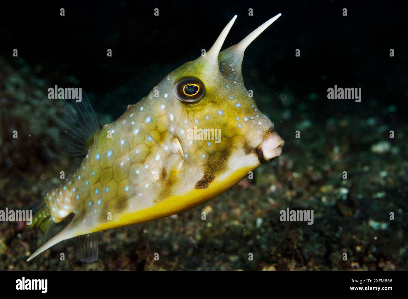 Cowfishes hi-res stock photography and images - Alamy