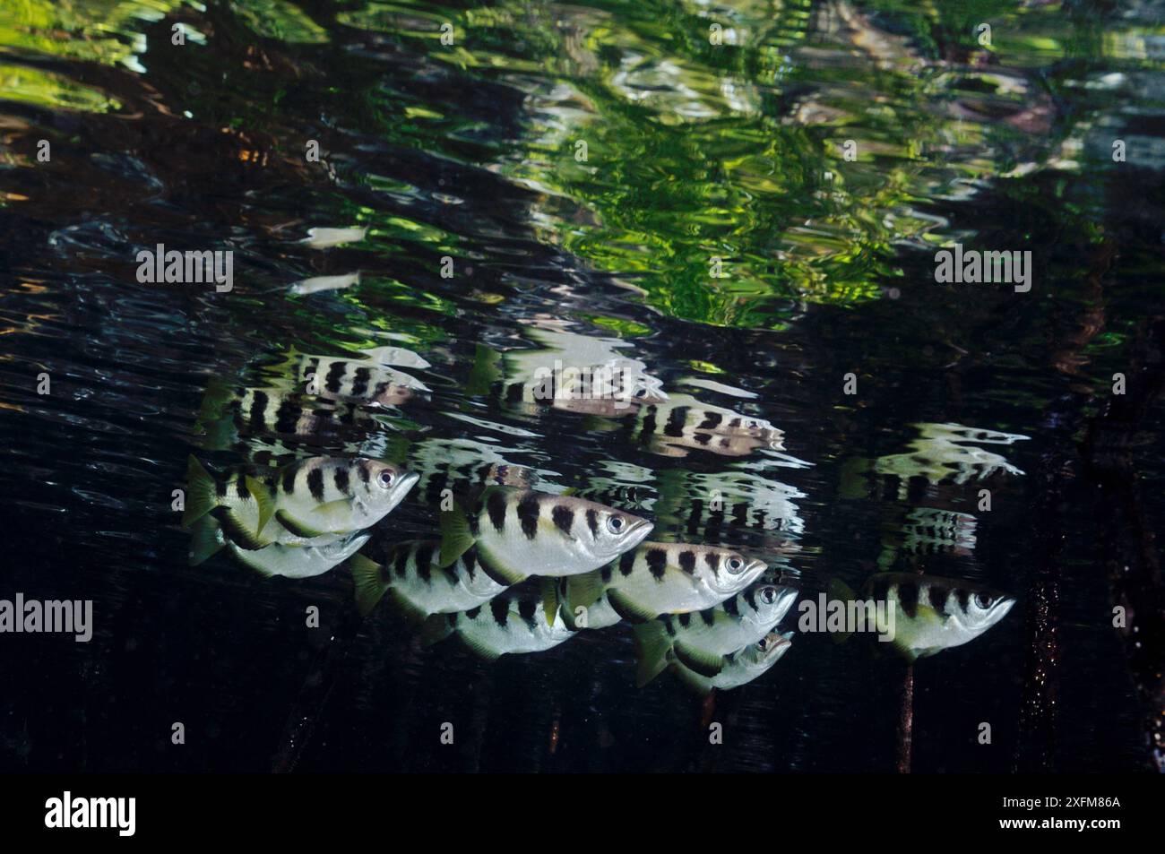 Archer Fish (Toxotes jaculatrix) in mangroves (Rhizophora sp.) Mangrove ...
