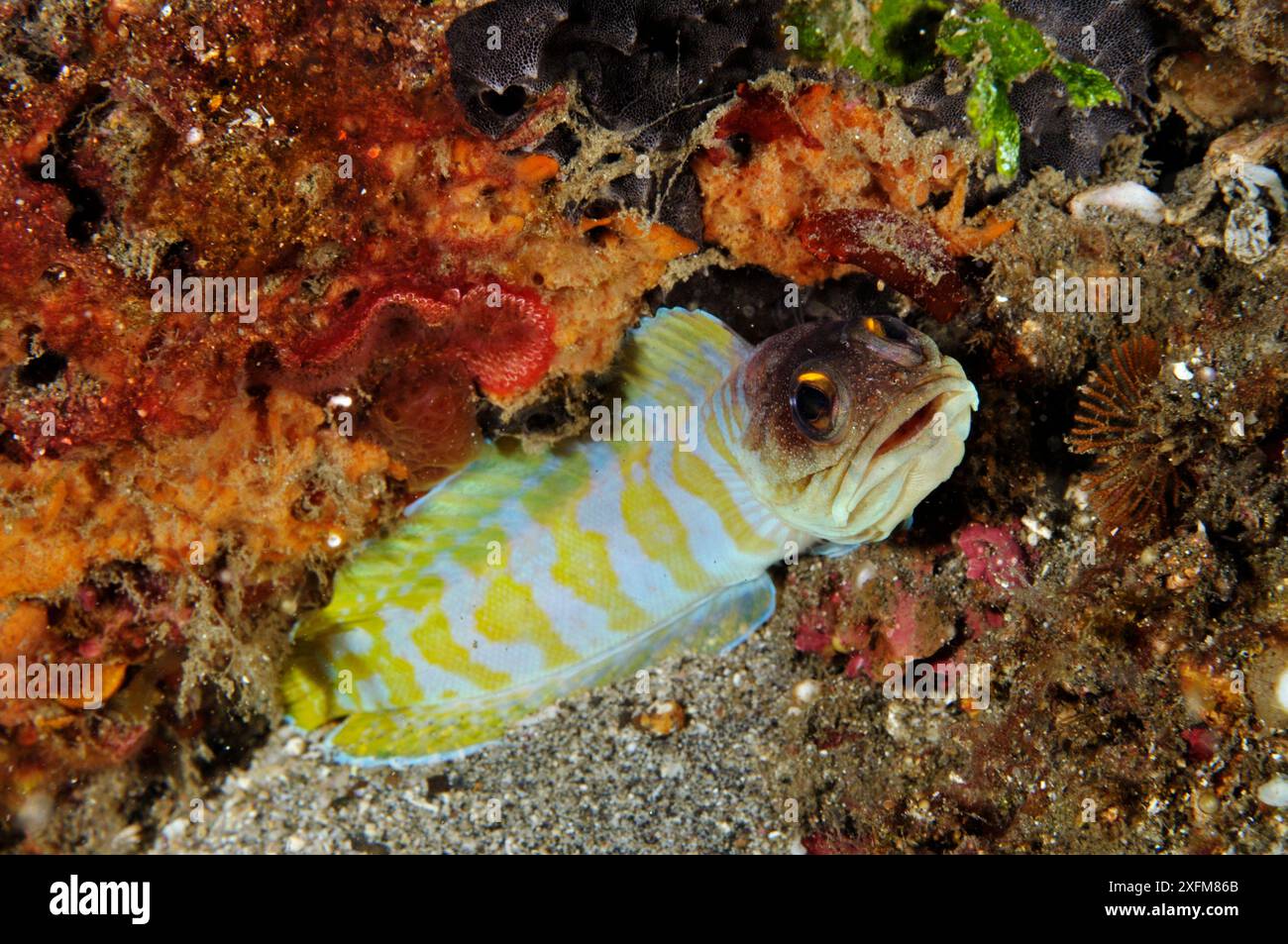 Freshwater fishes of indonesia hi-res stock photography and images - Alamy