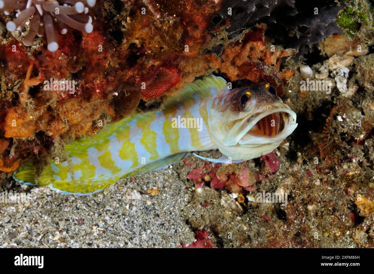 Jawfish indonesia hi-res stock photography and images - Alamy