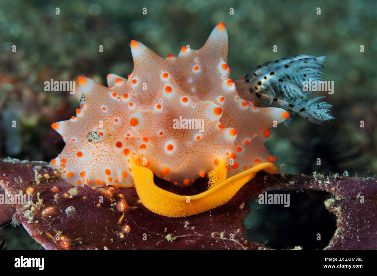 Nudibranch (Halgerda batangas) laying eggs Rinca, Komodo National Park ...