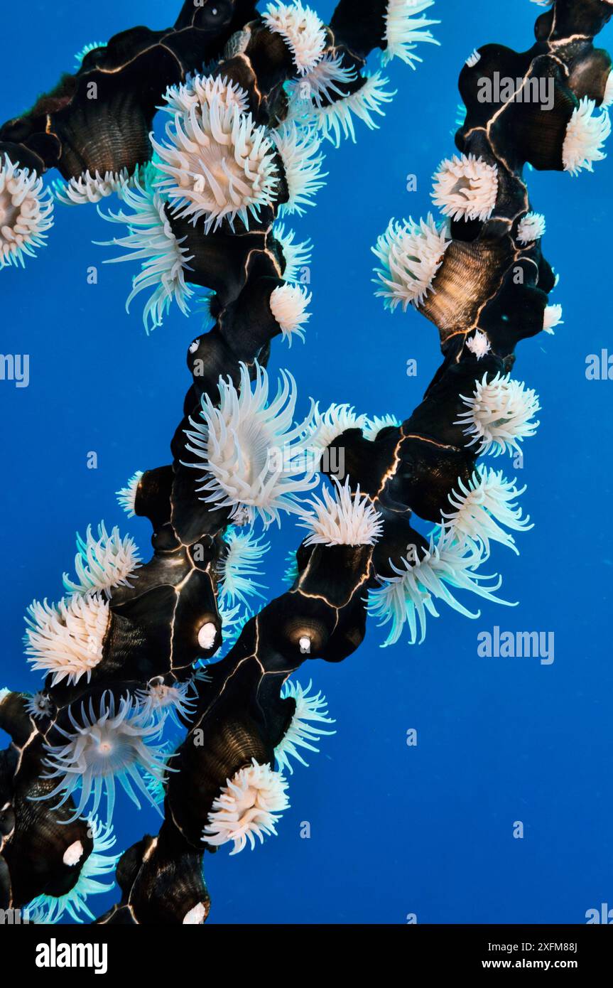 Amphianthus sp hi-res stock photography and images - Alamy