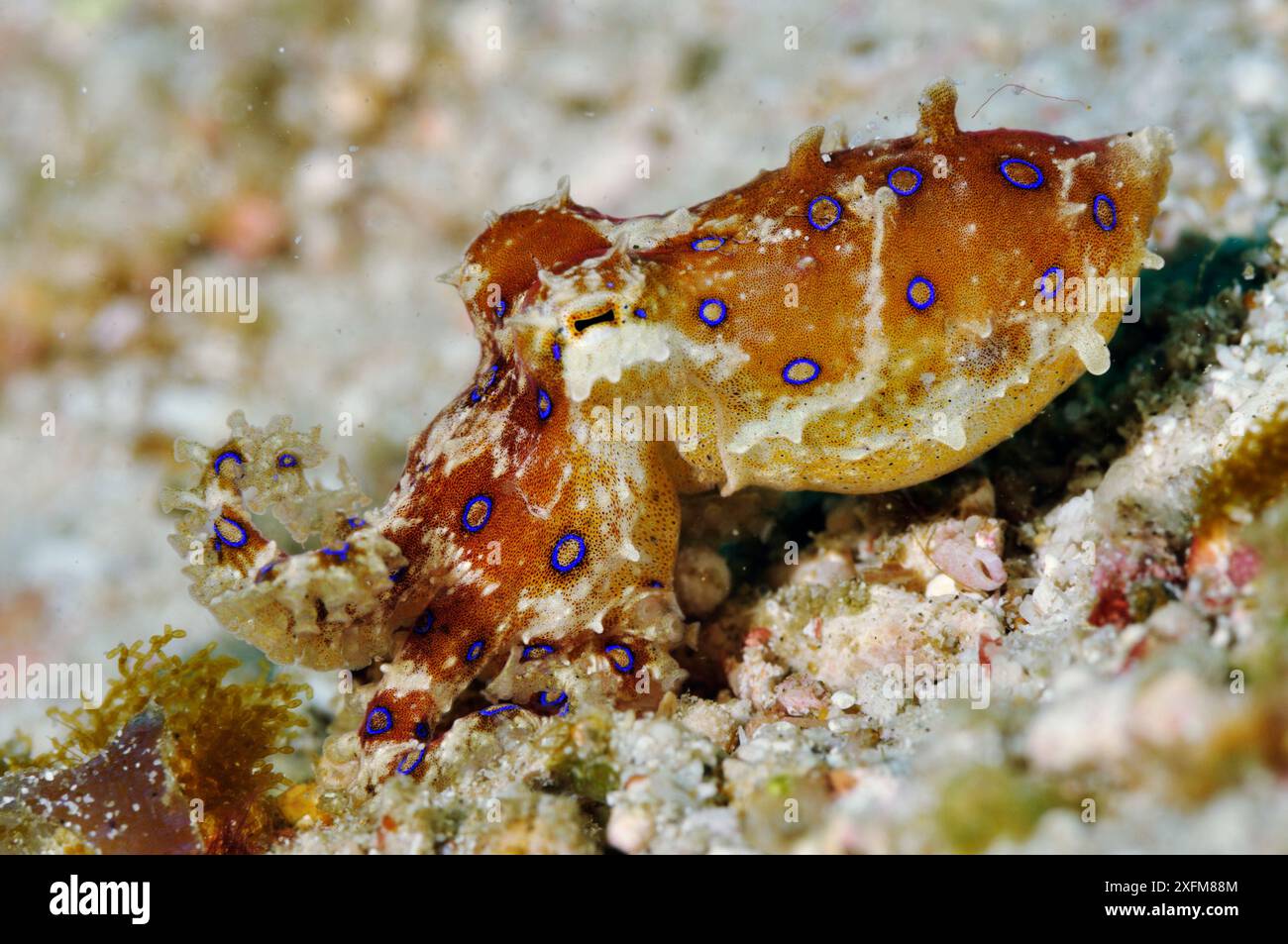 Blue-ringed octopus (Hapalochlaena lunulata) Komodo National Park ...