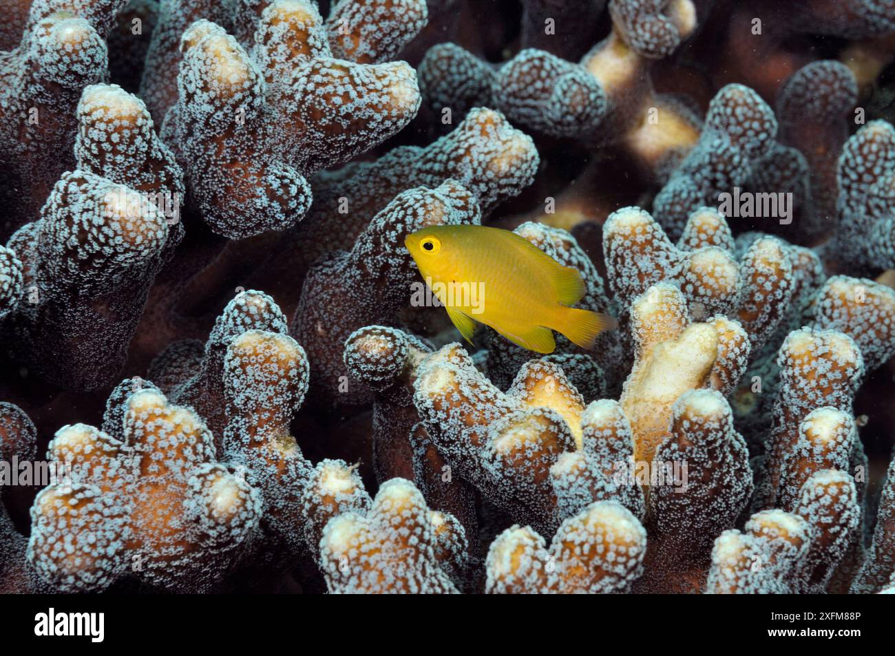 Lemon damsel (Pomacentrus moluccensis), sheltering in coral Rinca ...