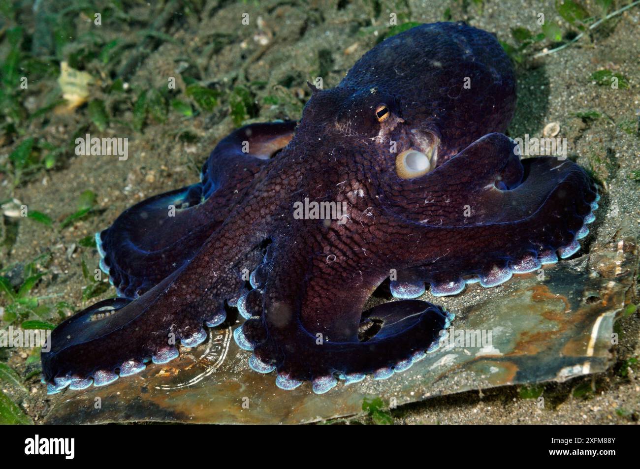 Veined Octopus / Margined Octopus, (Amphioctopus marginatus), resting ...