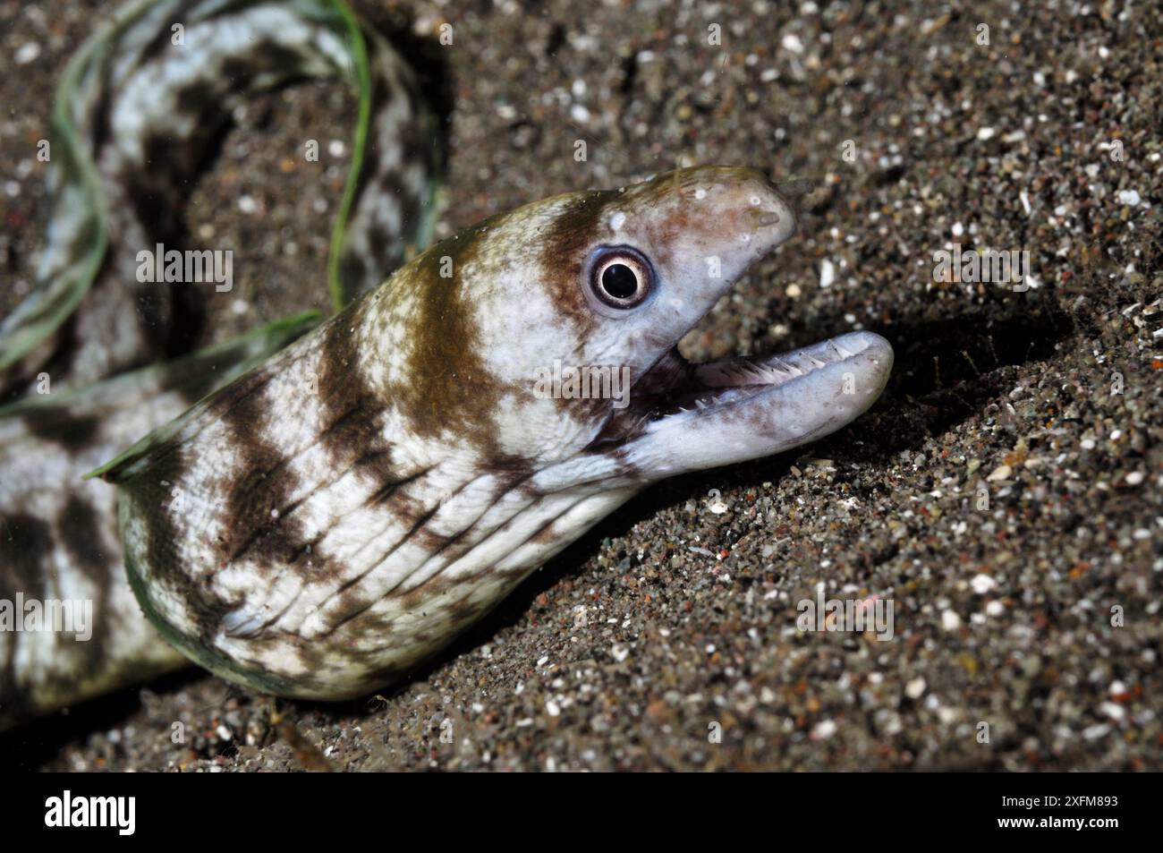 Barred moray (Echidna polyzona) Rinca, Komodo National Park, Indonesia ...