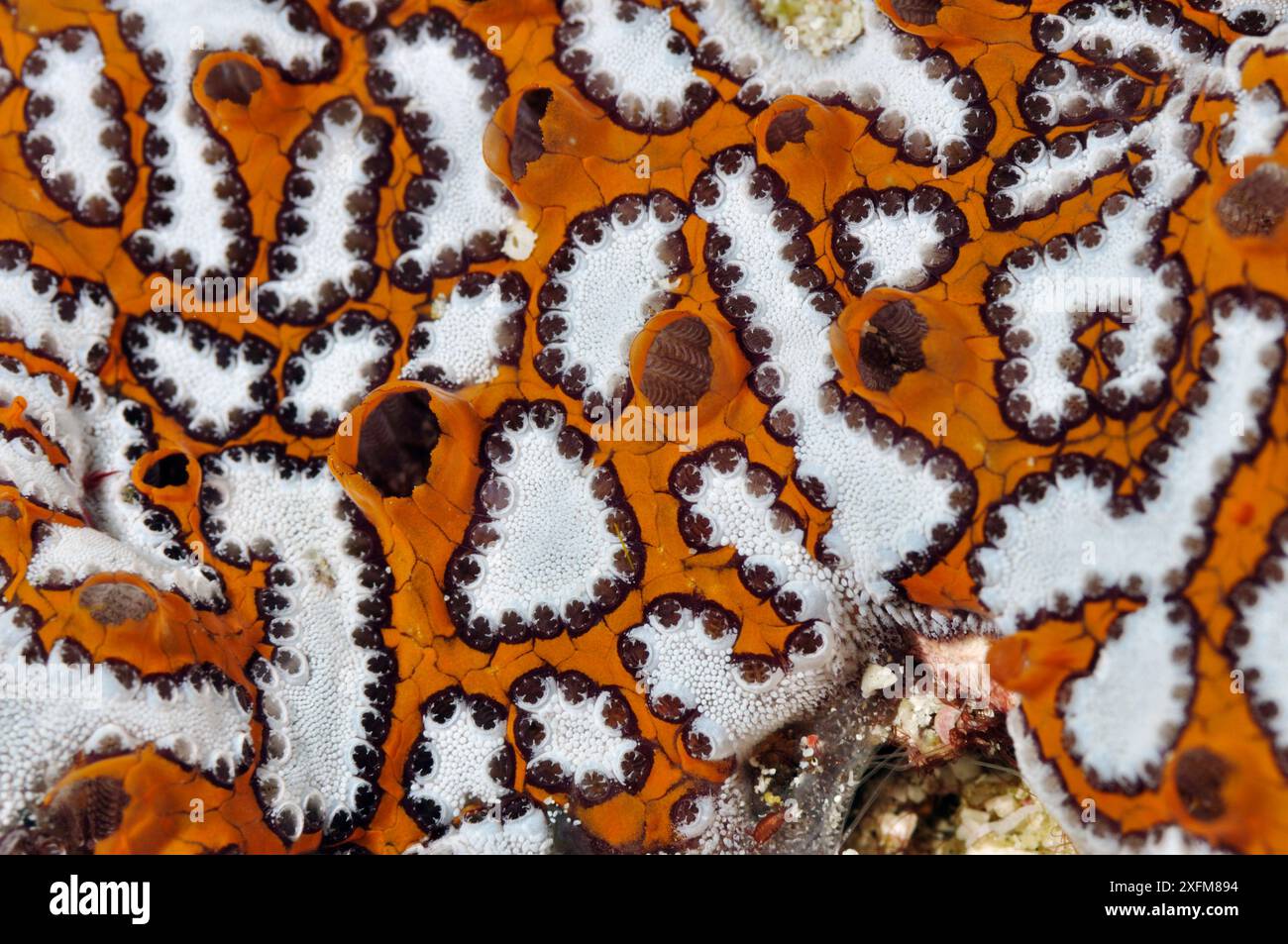 Colonial tunicate (Botryllus sp.) close up of pattern, Komodo National ...