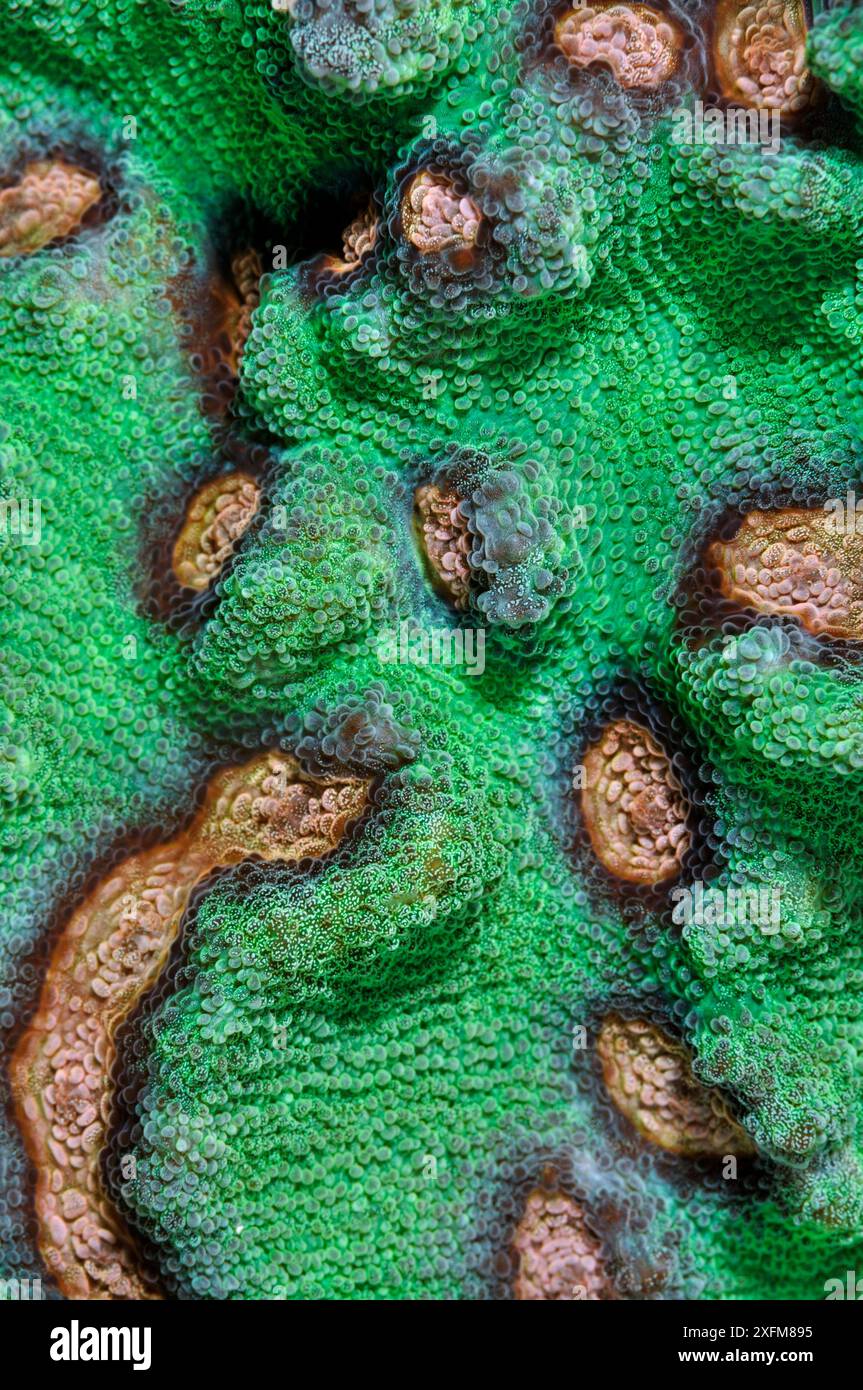 Chinese lettuce coral (Mycedium elephantotus) Rinca, Komodo National ...