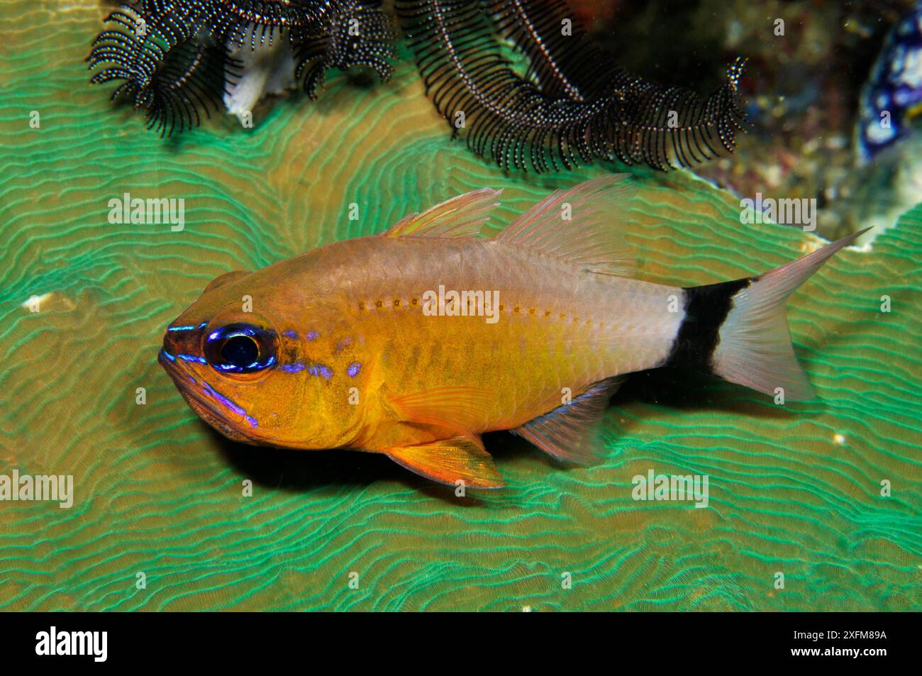 Ring-tailed Cardinalfish (Apogon aureus), hovering on coral Pantai ...