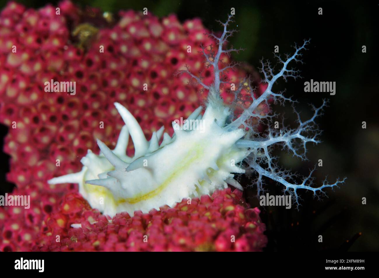 Sea Cucumber (Colochirus robustus) Rinca, Komodo National Park ...
