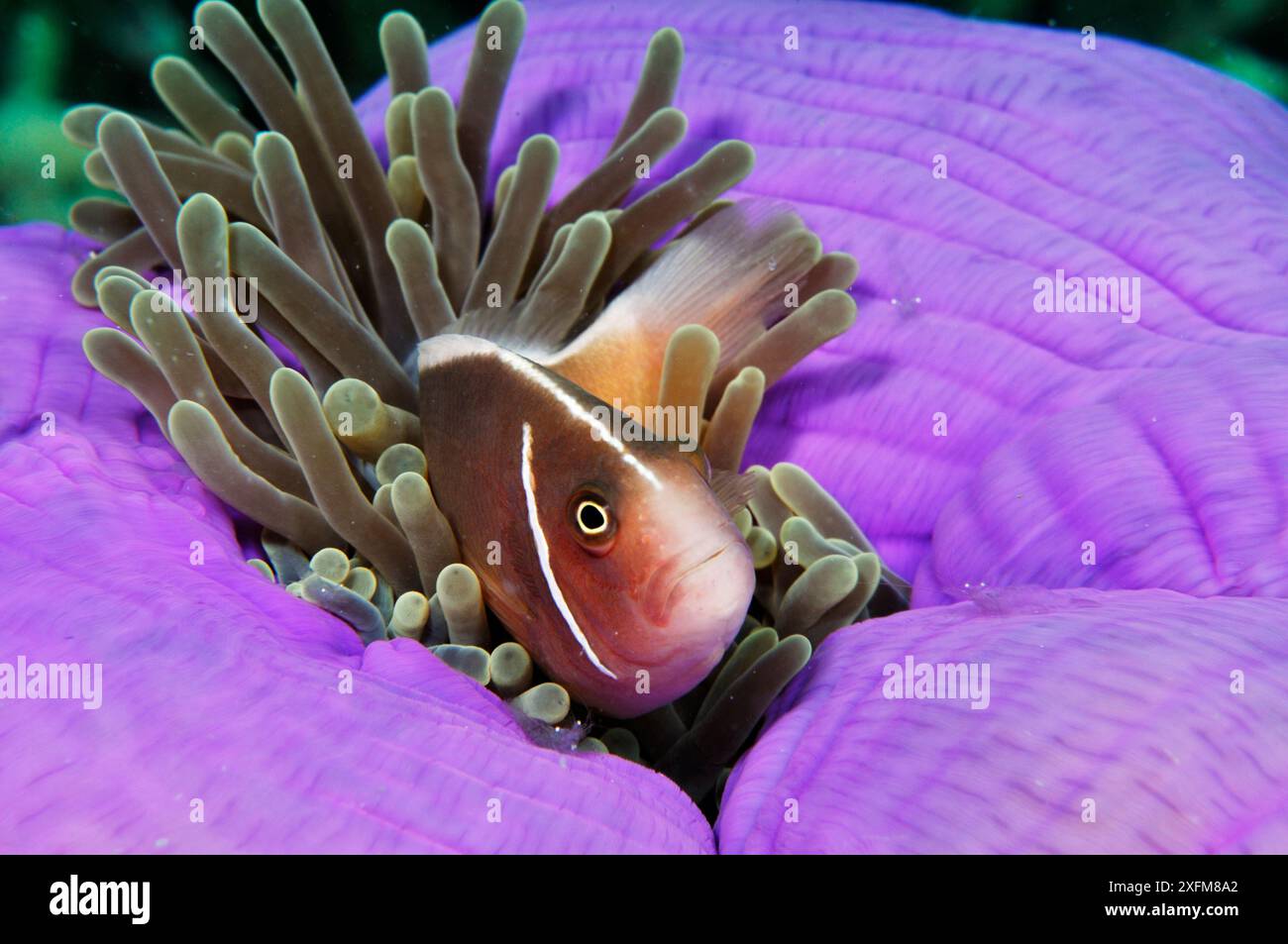 Pink Anemonefish (Amphiprion perideraion) in Magnificent Sea Anemone ...
