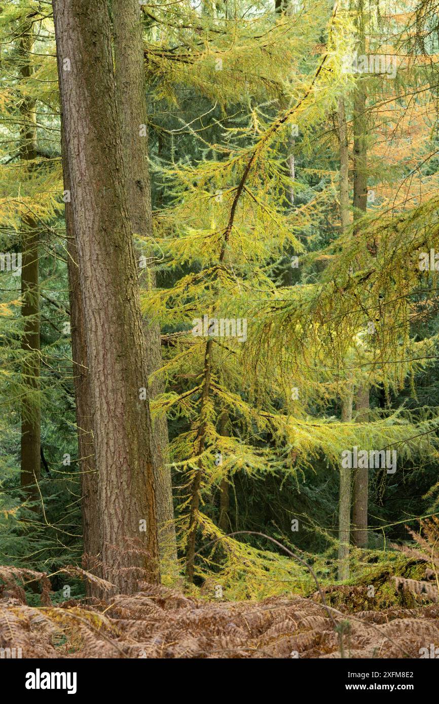 Mixed woodland at Mortimer Forest, Ludlow, Shropshire, UK Stock Photo ...