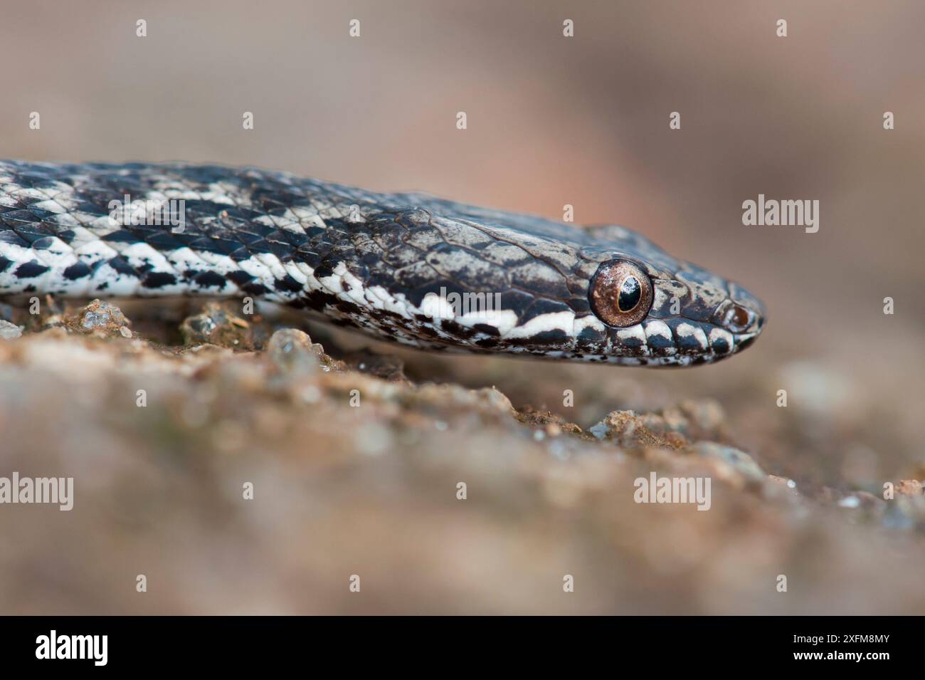 Seychelles wolf snake (Lycognathophis seychellensis), portrait, Mahe ...