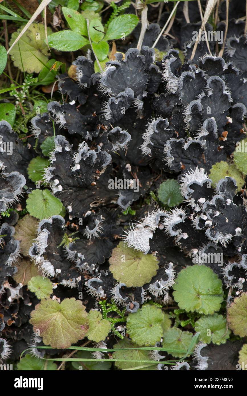 Dog lichen (Peltigera sp) Madeira Stock Photo - Alamy