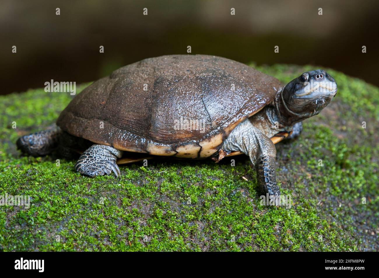 Seychelles black mud turtle (Pelusios subniger parietalis),Victoria ...