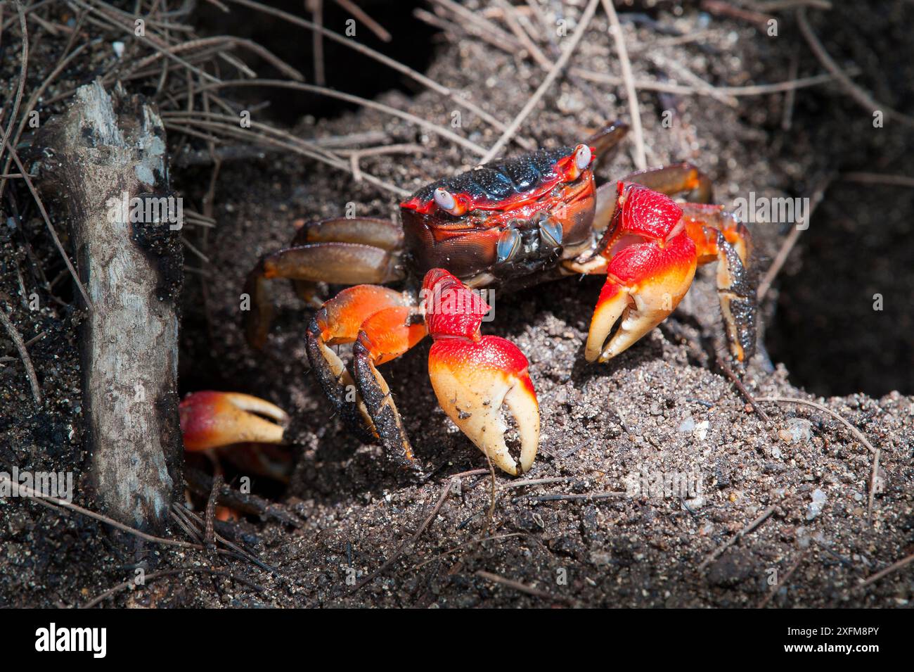 Pale shore crab (Geograpsus crinipes), Praslin Island, Republic of ...