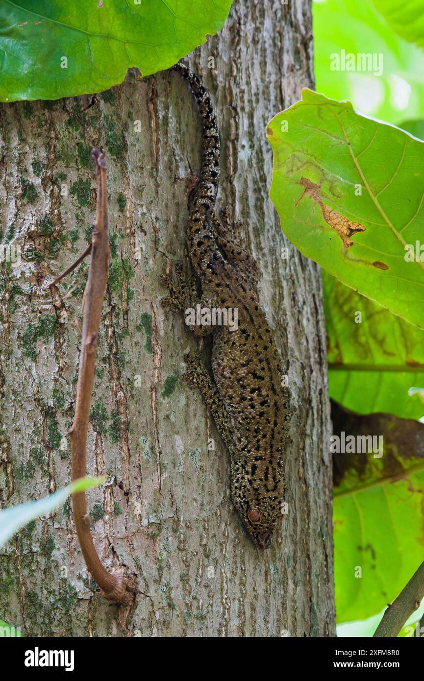 Seychelles bronze gecko hi-res stock photography and images - Alamy