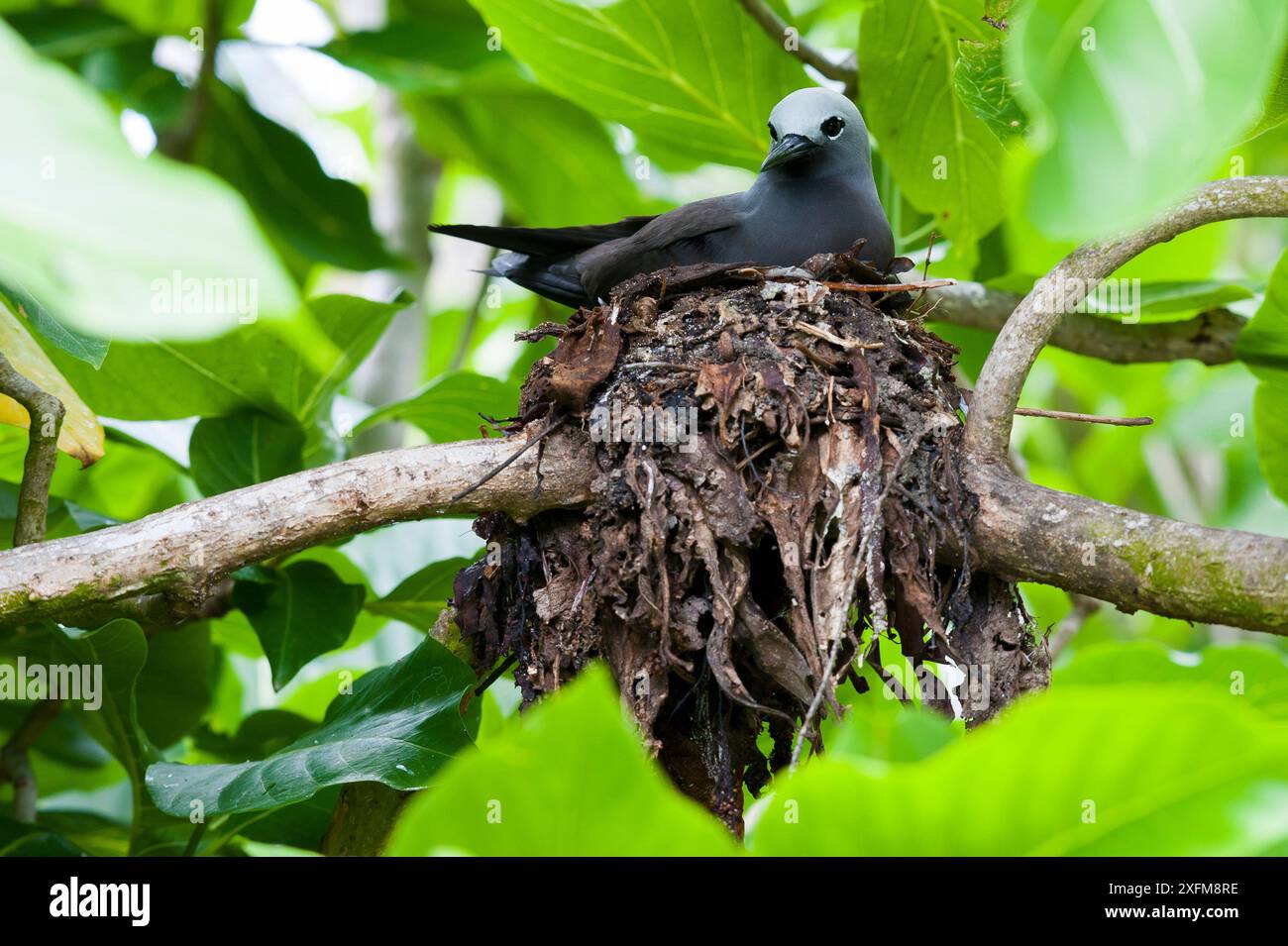 Lesser Noddy (Anous tenuirostris) incubating chick on its nest ...