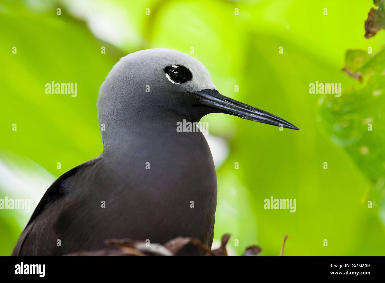 Lesser noddy (Anous tenuirostris), portrait, Aride Island, Republic of ...