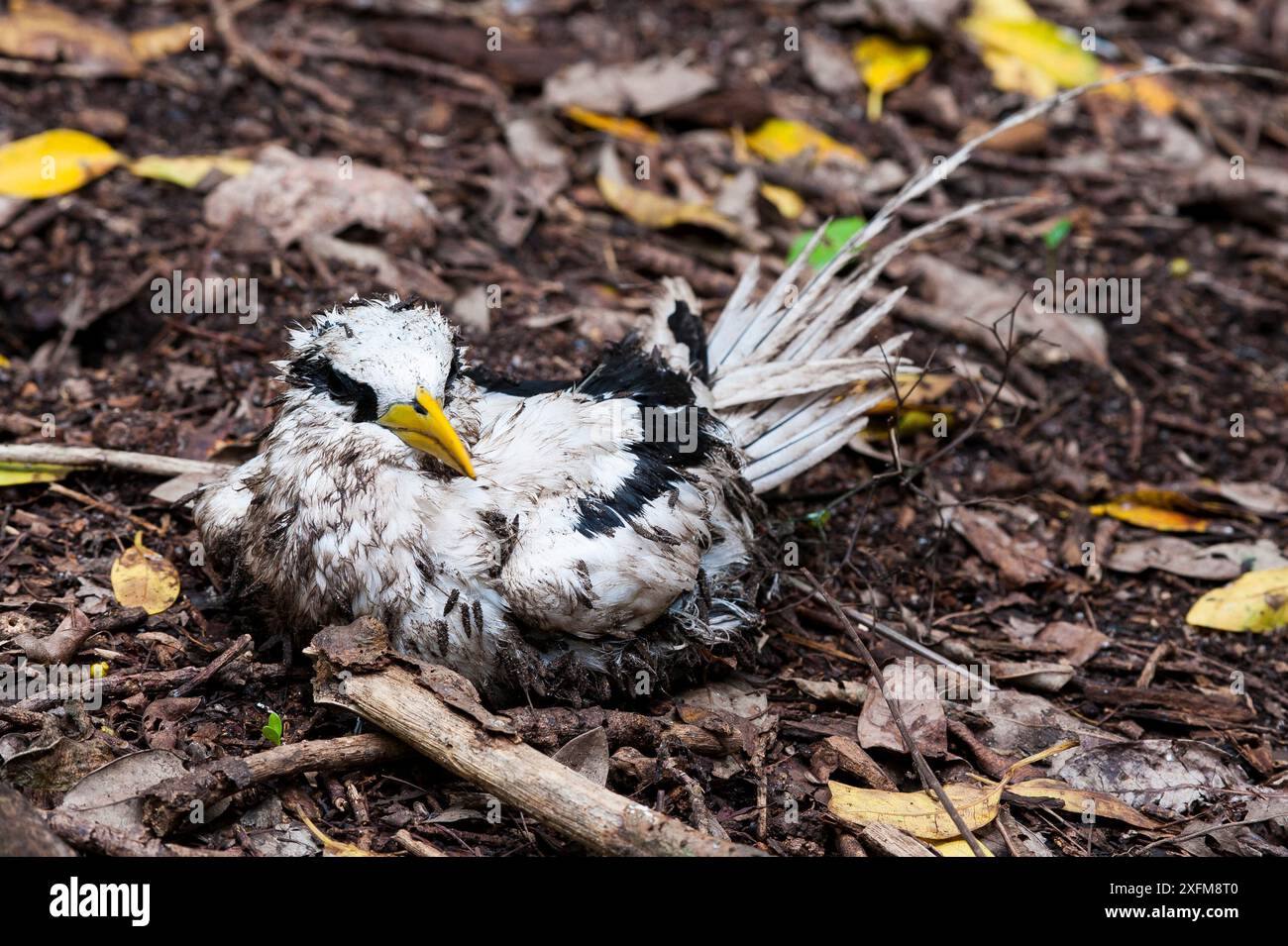White-tailed Tropicbird (Phaethon lepturus), covered with sticky seeds ...