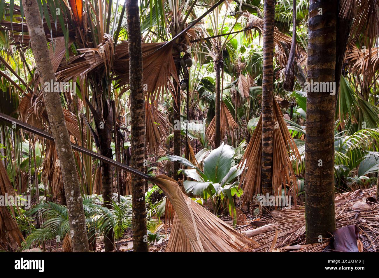 Pristine Coco de mer forest (Lodoicea maldivica), Vallee de Mai Nature ...