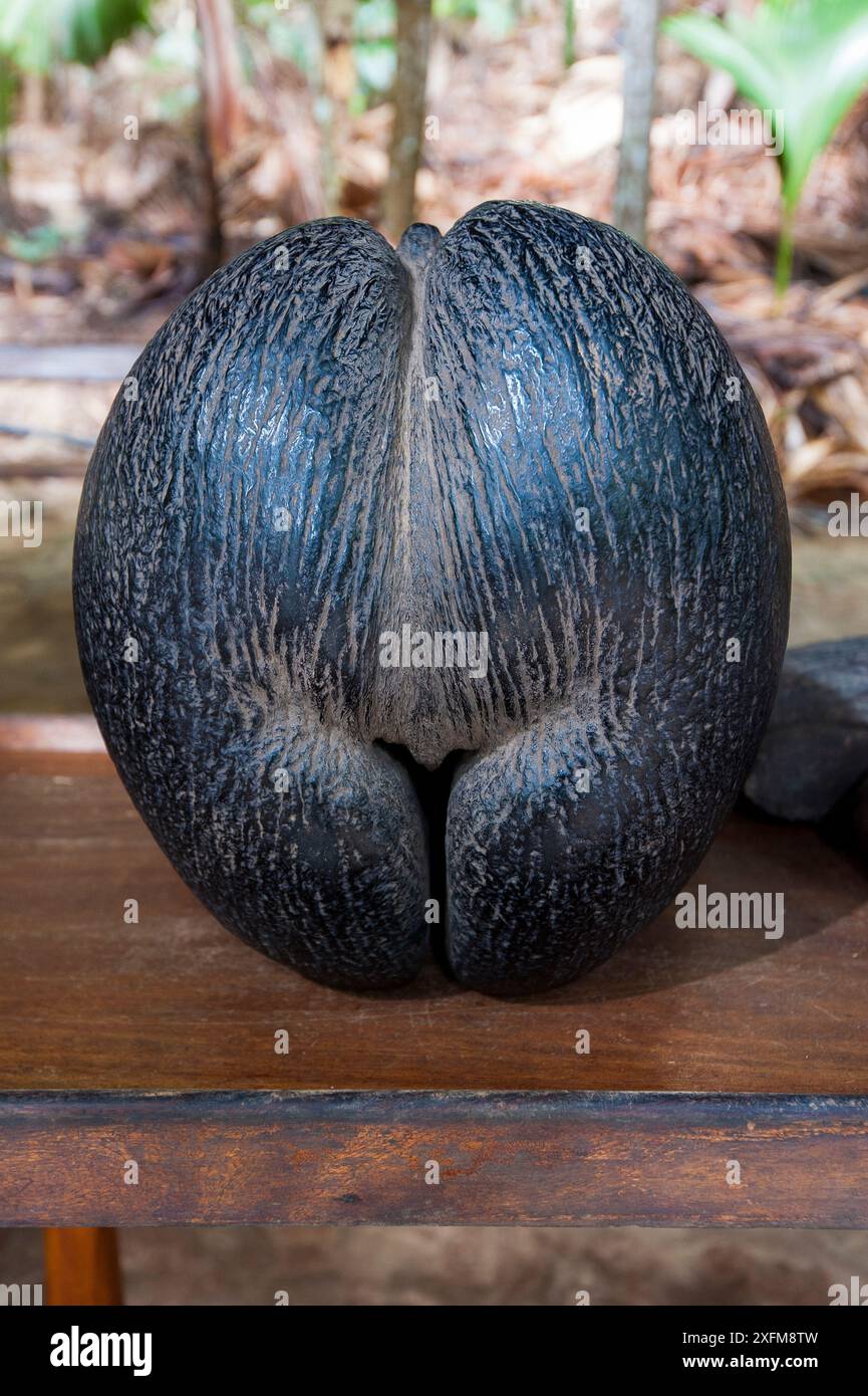 Seed of a Coco de mer palm tree (Lodoicea maldivica), the biggest seed in the plant kingdom ...
