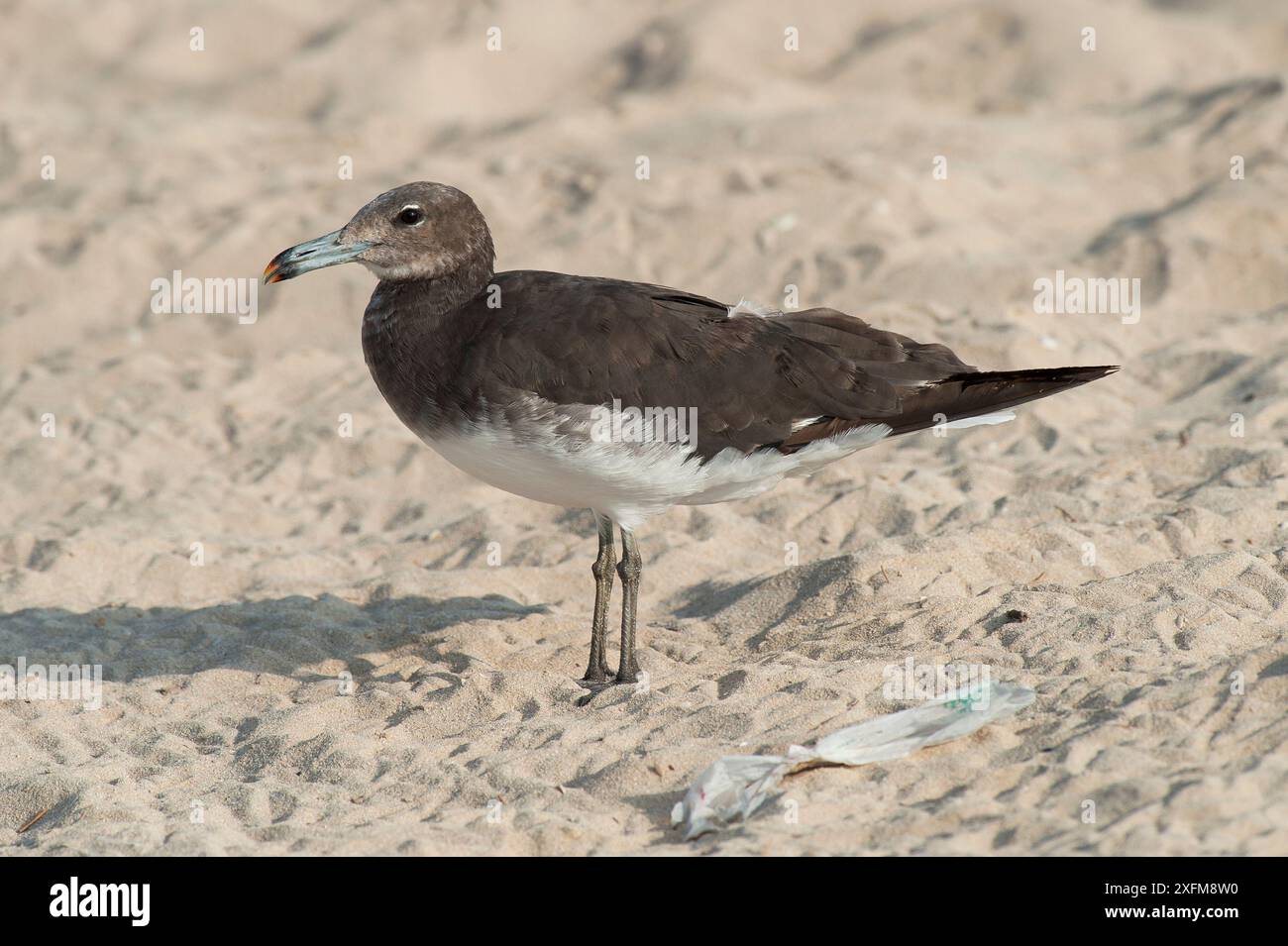 Sooty gull (Larus hemprichii), resting on a sandy beach, Salalah ...