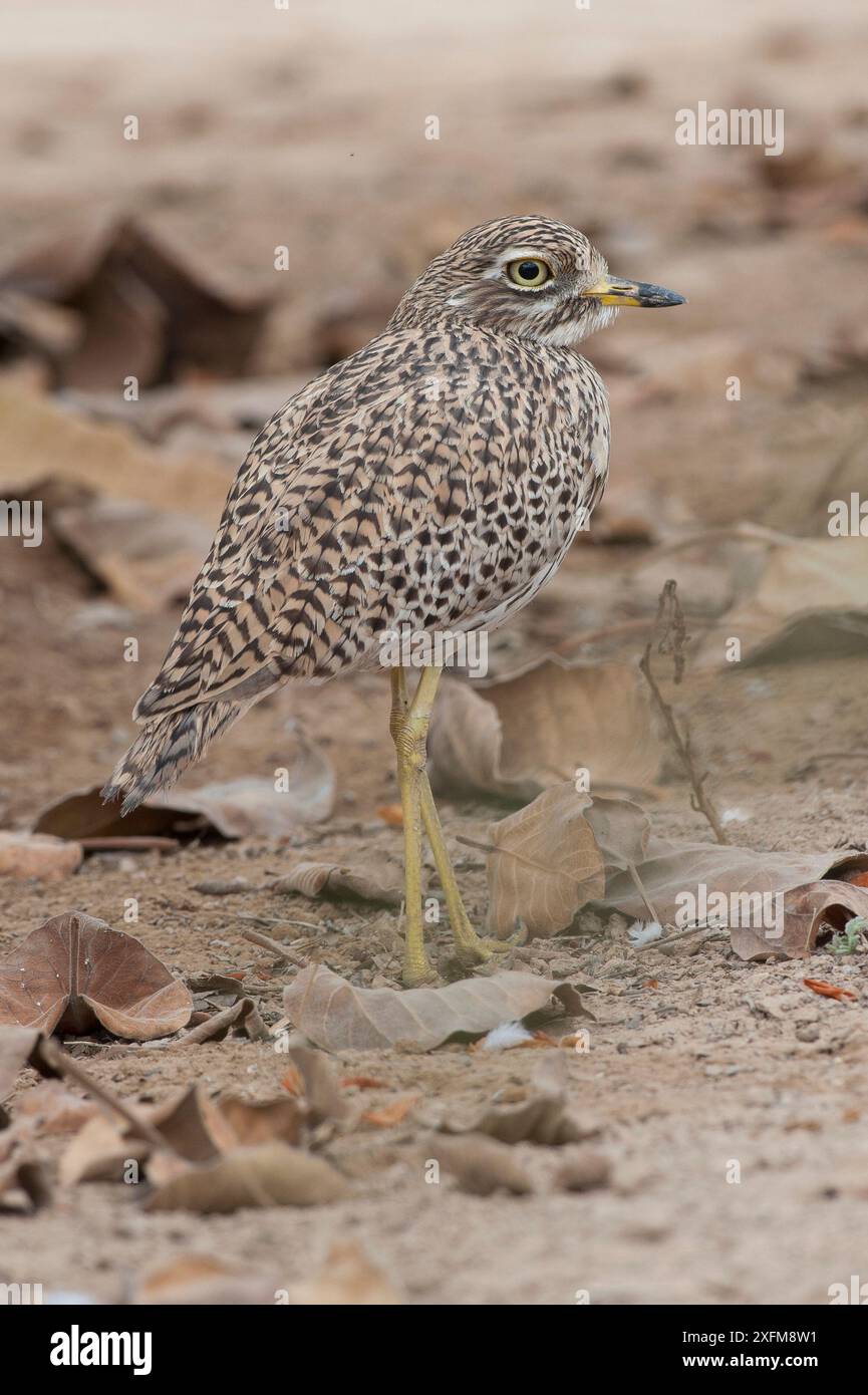 Spotted Thick-Knee (Burhinus capensis), Salalah, Sultanate of Oman ...