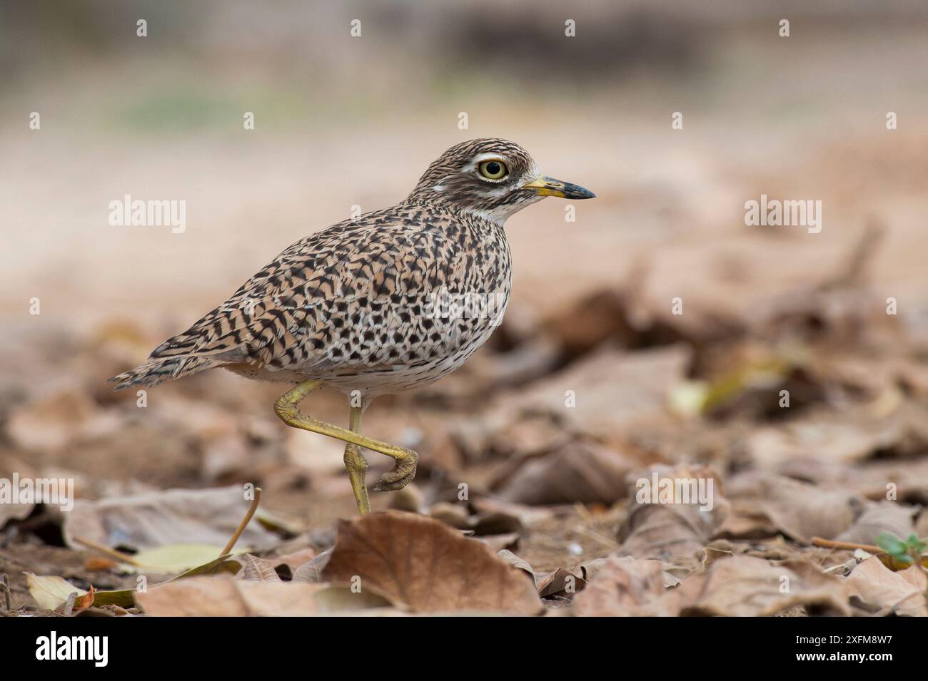 Spotted Thick-Knee (Burhinus capensis), Salalah, Sultanate of Oman ...