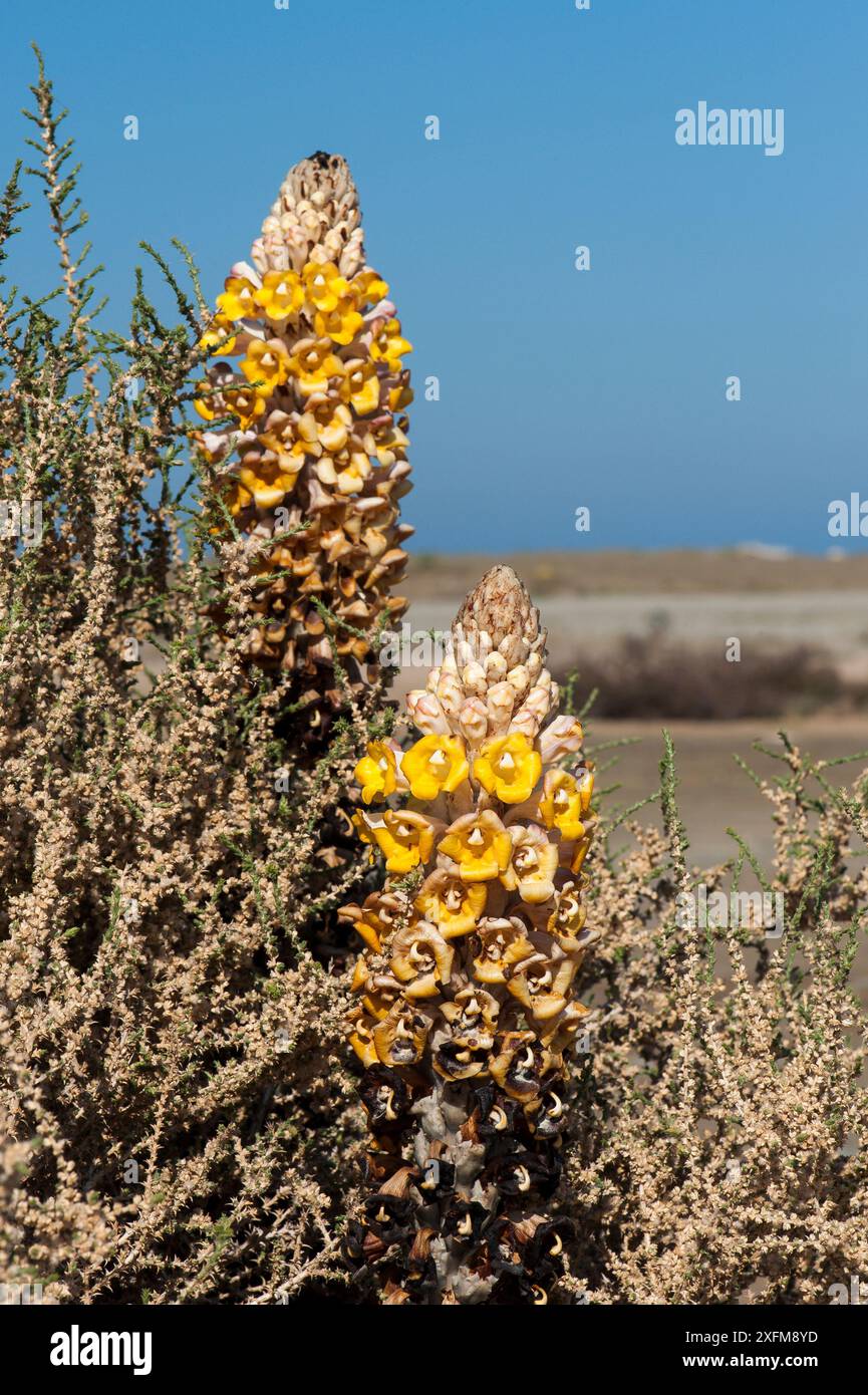 Yellow broomrape (Cistanche phelypaea), a plant parasiting on Atriplex ...