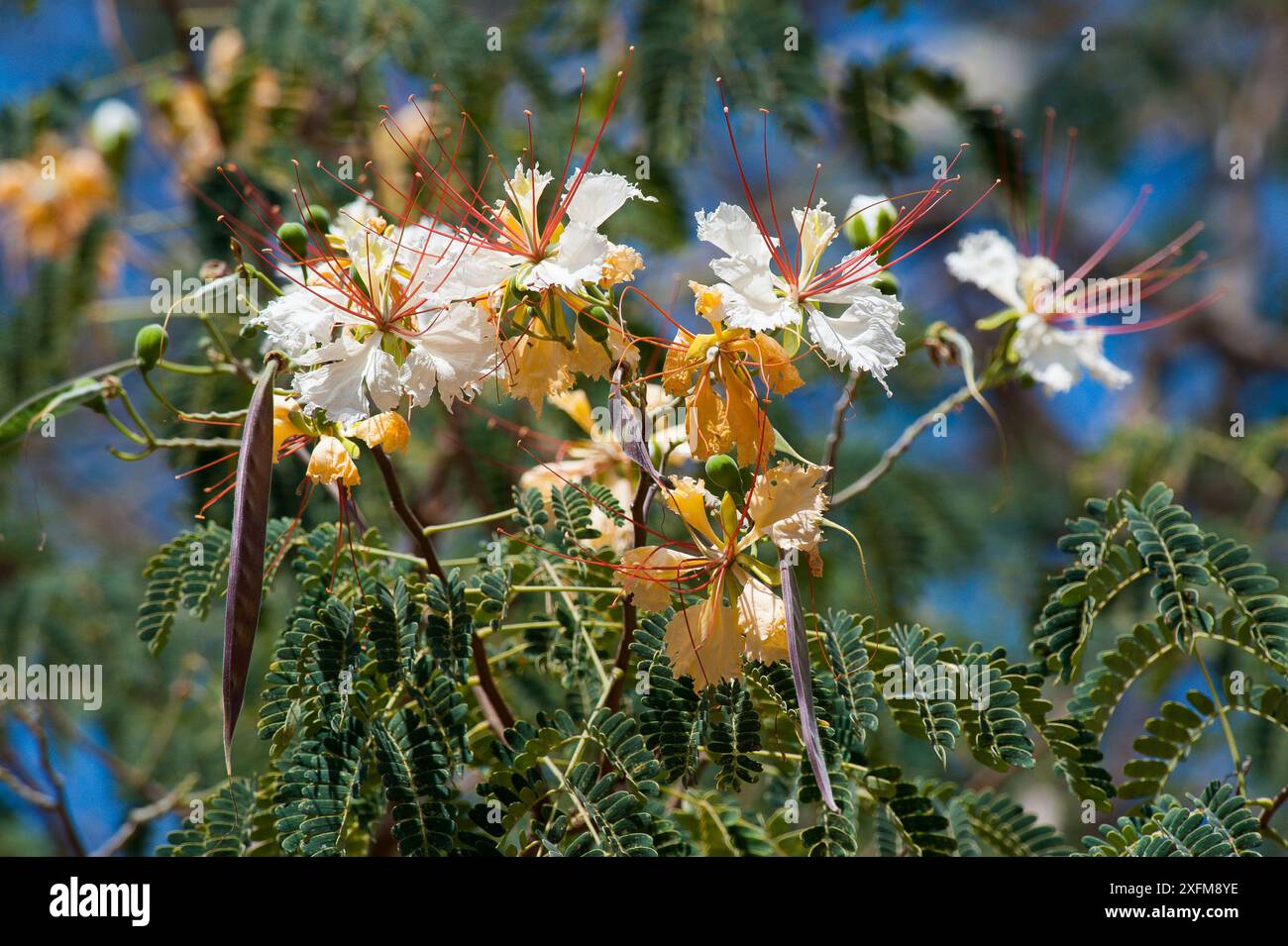 Creamy peacock flower / White gul mohur (Delonix elata) flowers and ...