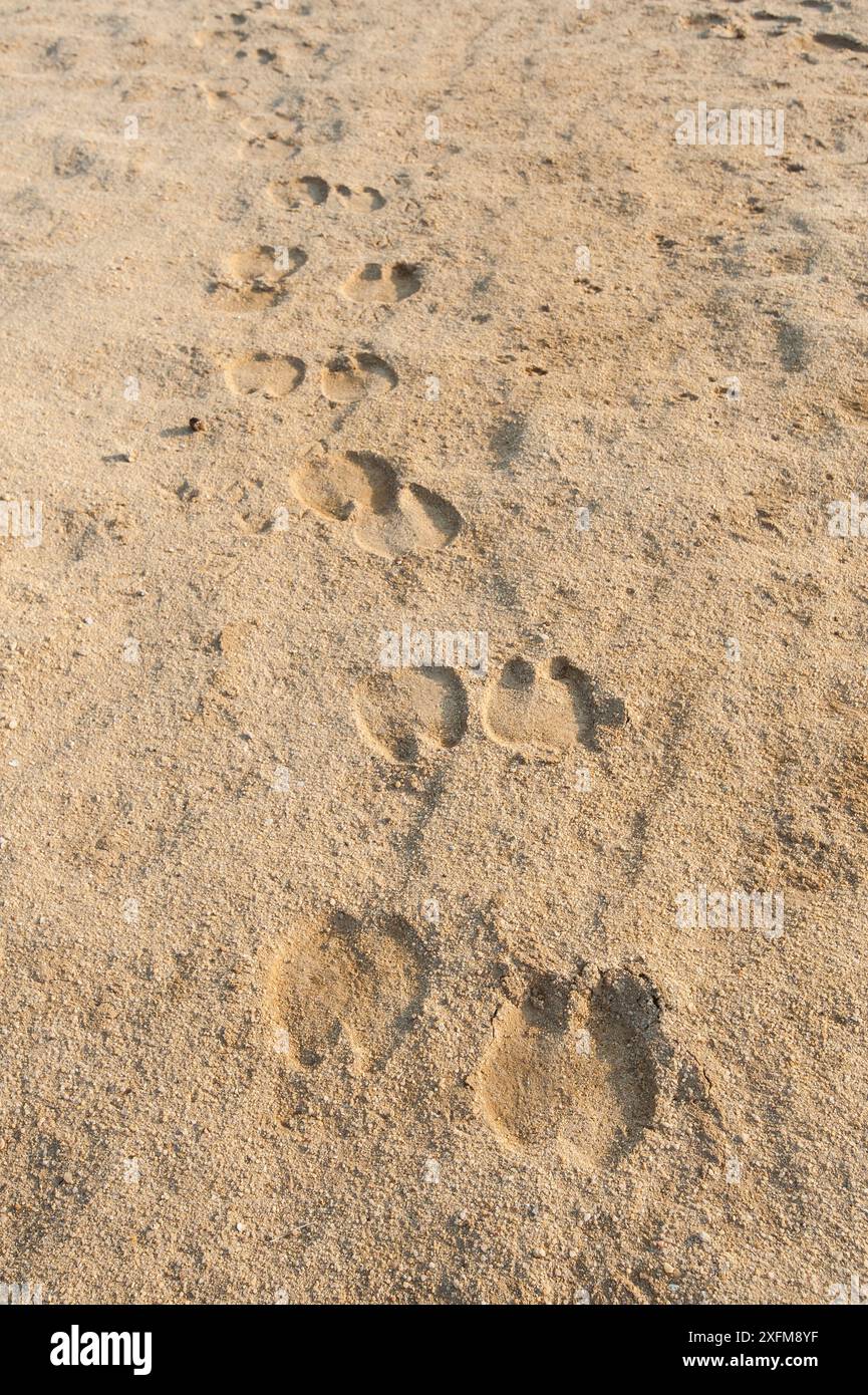 Animal footprints in desert hi-res stock photography and images - Alamy