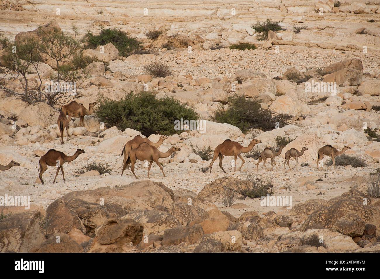 Mammals of the camelidae family hi-res stock photography and images - Alamy
