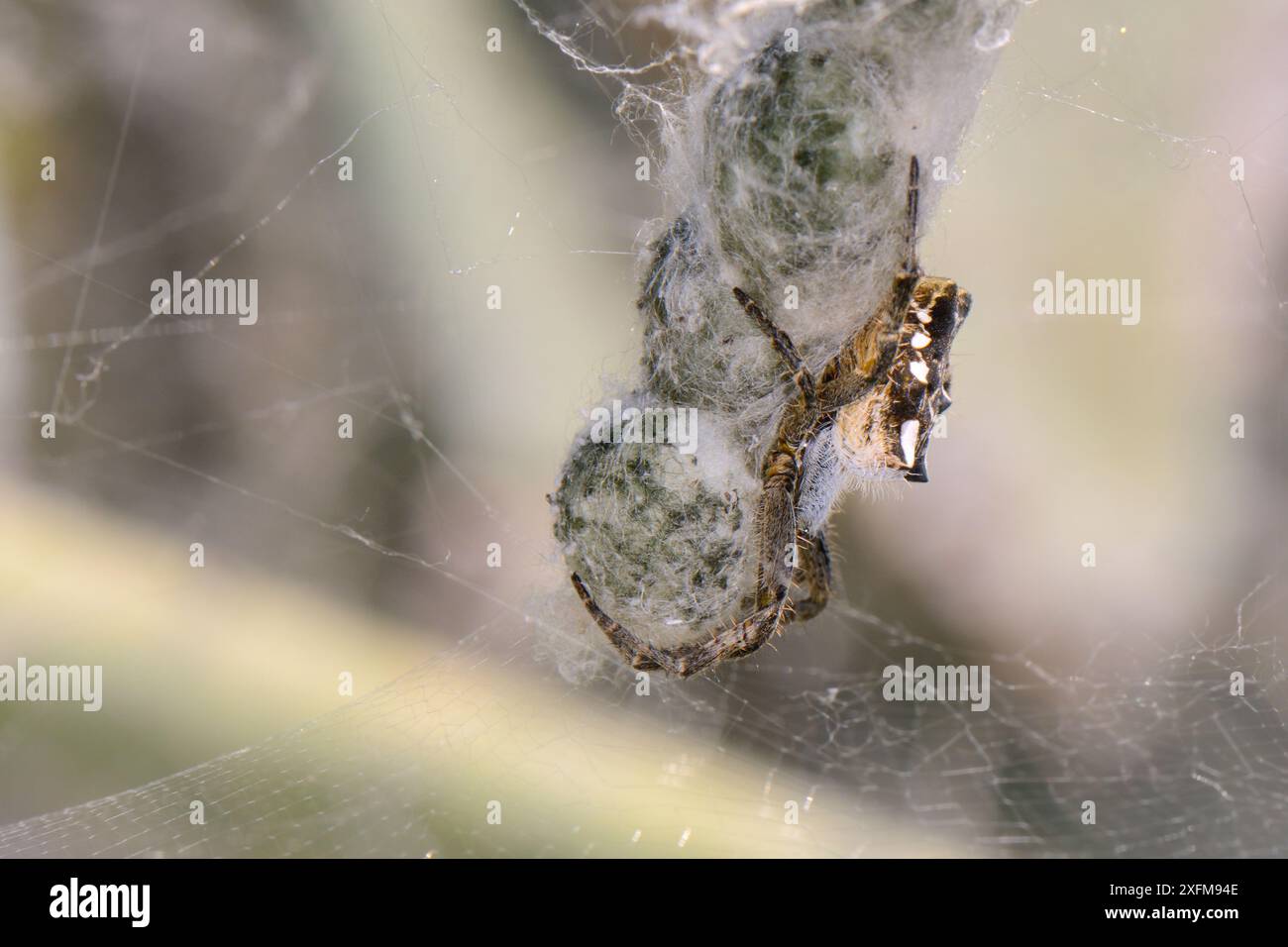 Female tropical tent web hi-res stock photography and images - Alamy