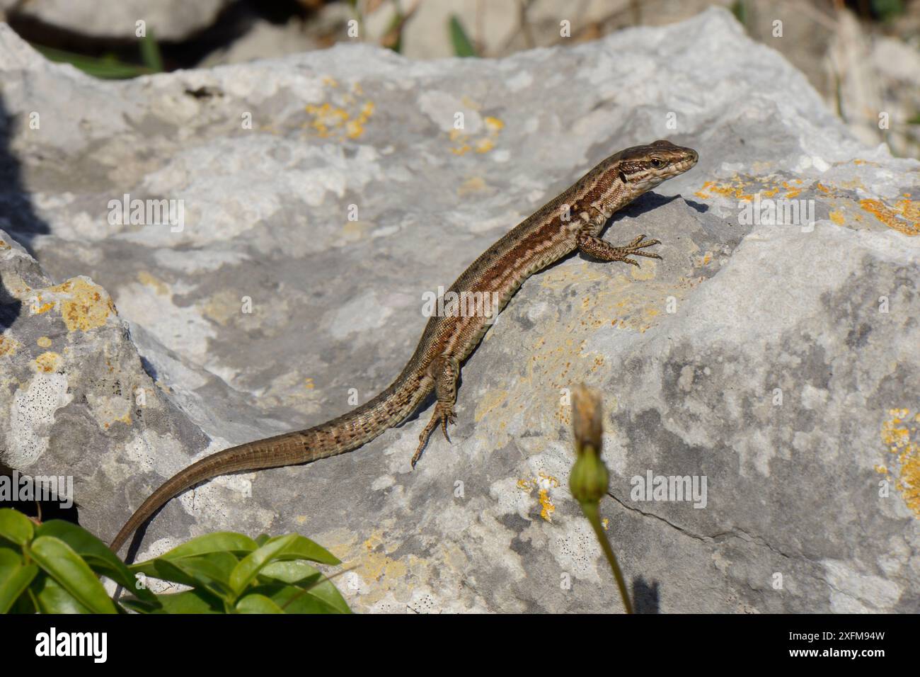 Common wall lizard (Podarcis muralis) basking on a limestone rock ...