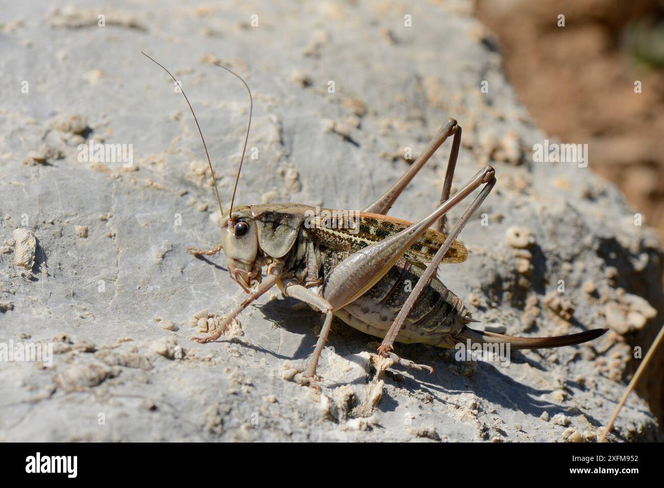 Wartbiter bush cricket (Decticus verrucivorus) sunning on a boulder ...
