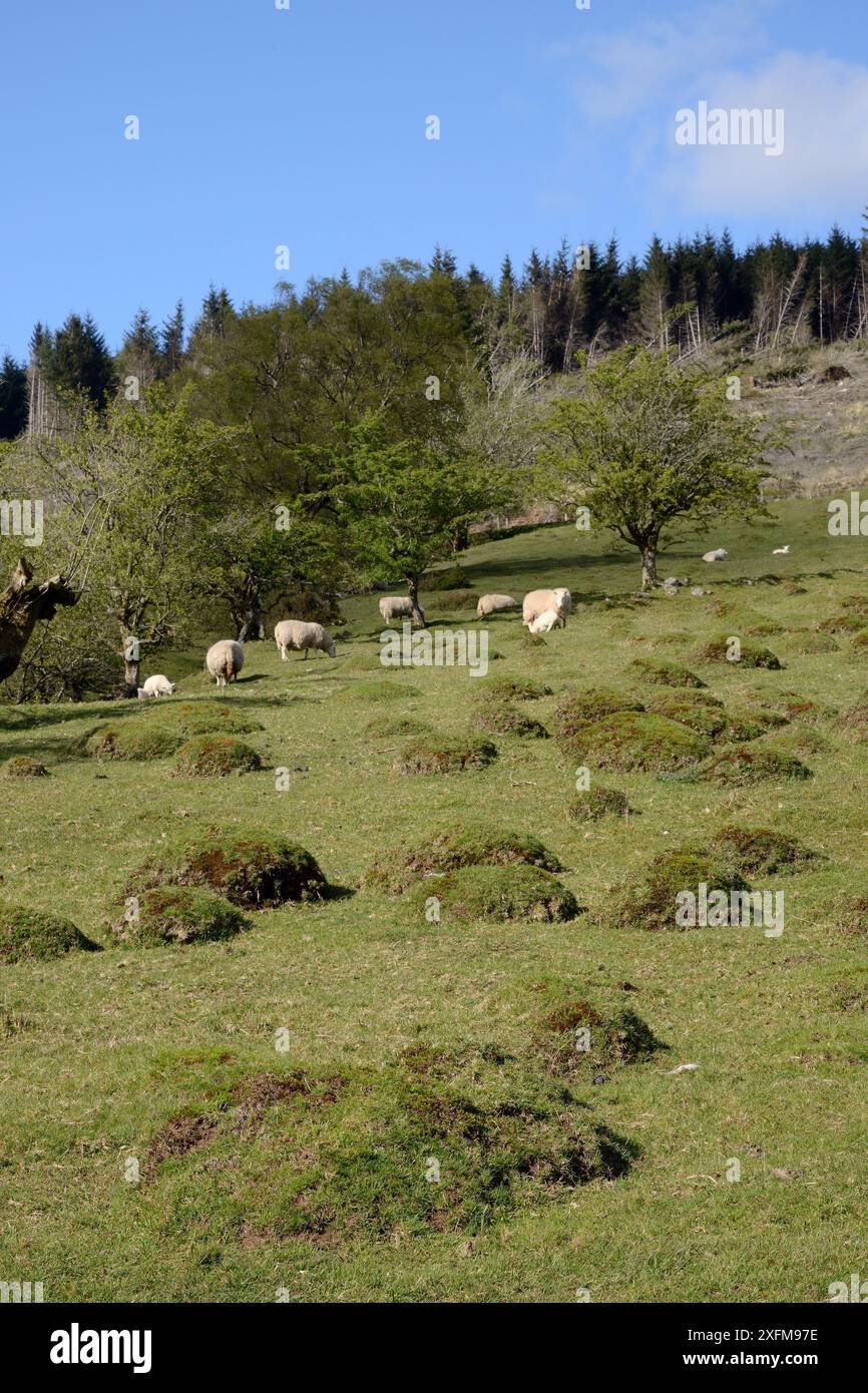 Yellow meadow ant (Lasius flavus) nest mounds on south facing grassland ...