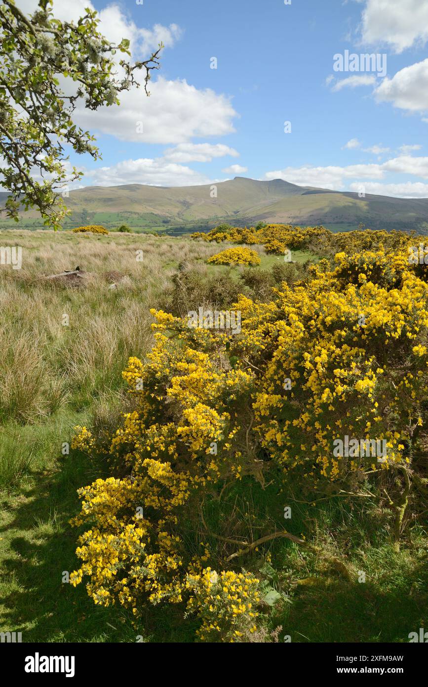 Common gorse (Ulex europaeus) bushes flowering on moorland, Brecon ...