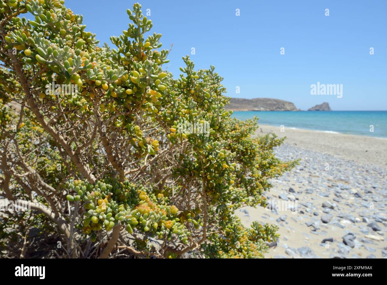 White bean caper (Zygophyllum album) bush growing on a beach ...