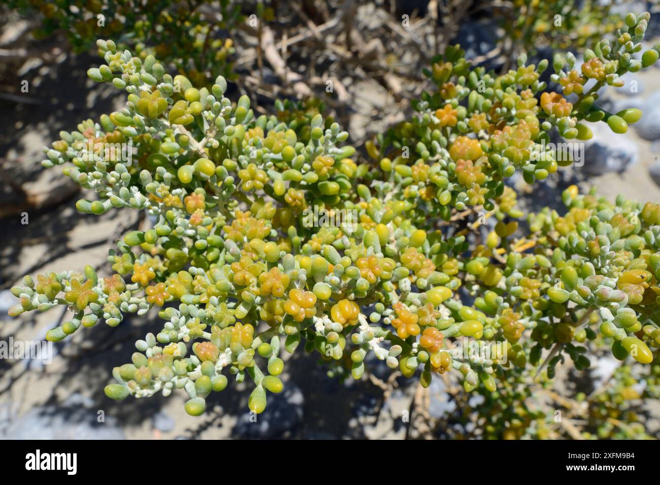 Zygophyllum album hi-res stock photography and images - Alamy