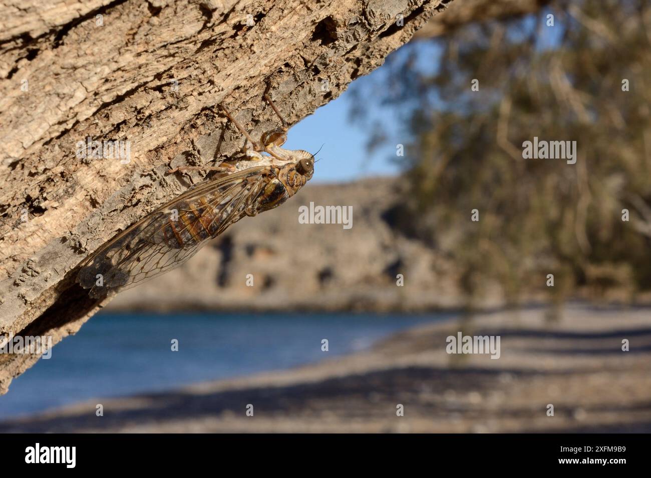 Tamarisk tamarix sp hi-res stock photography and images - Alamy