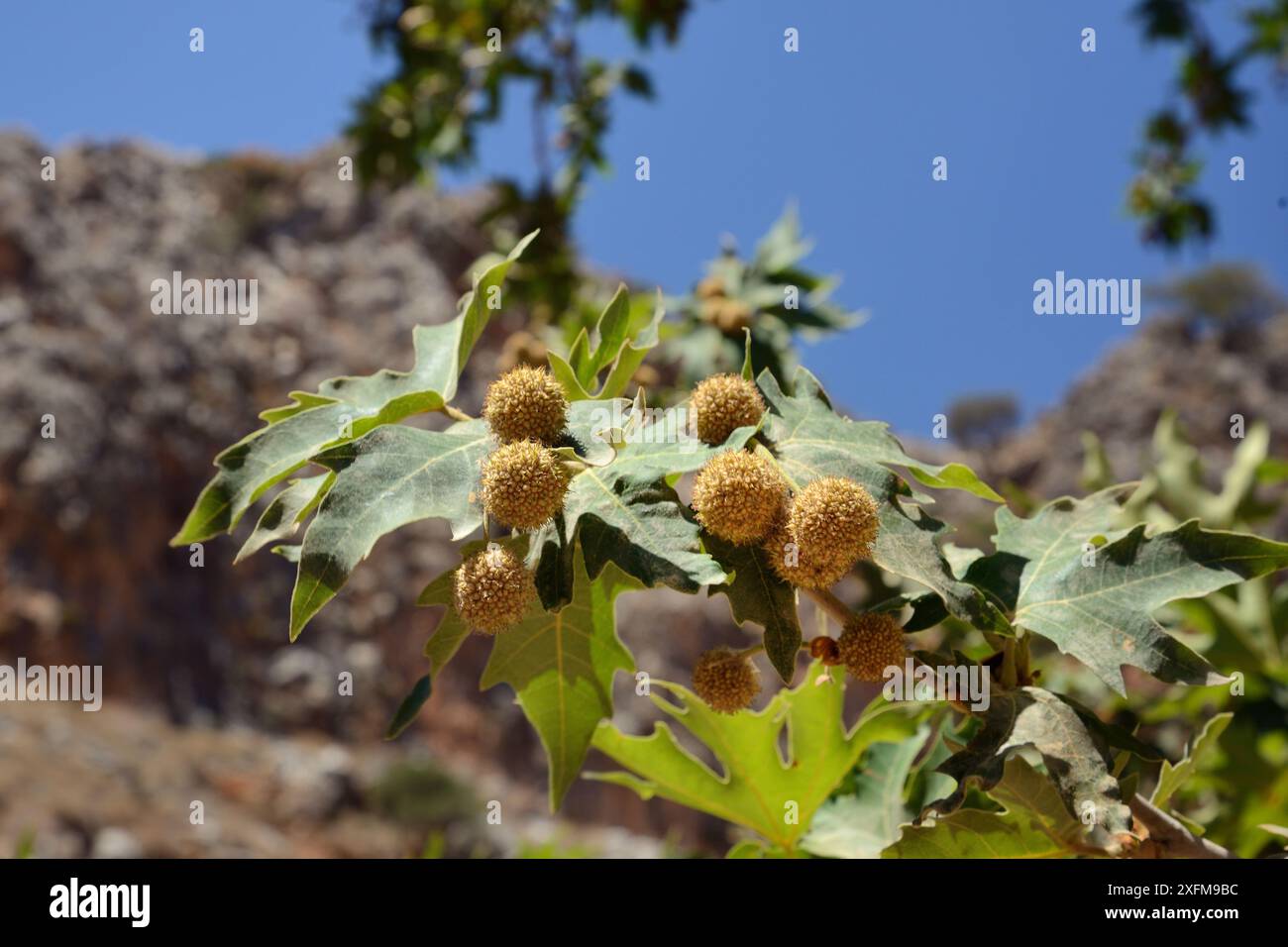 Oriental plane tree (Platanus orientalis) with fruits, Zakros gorge ...