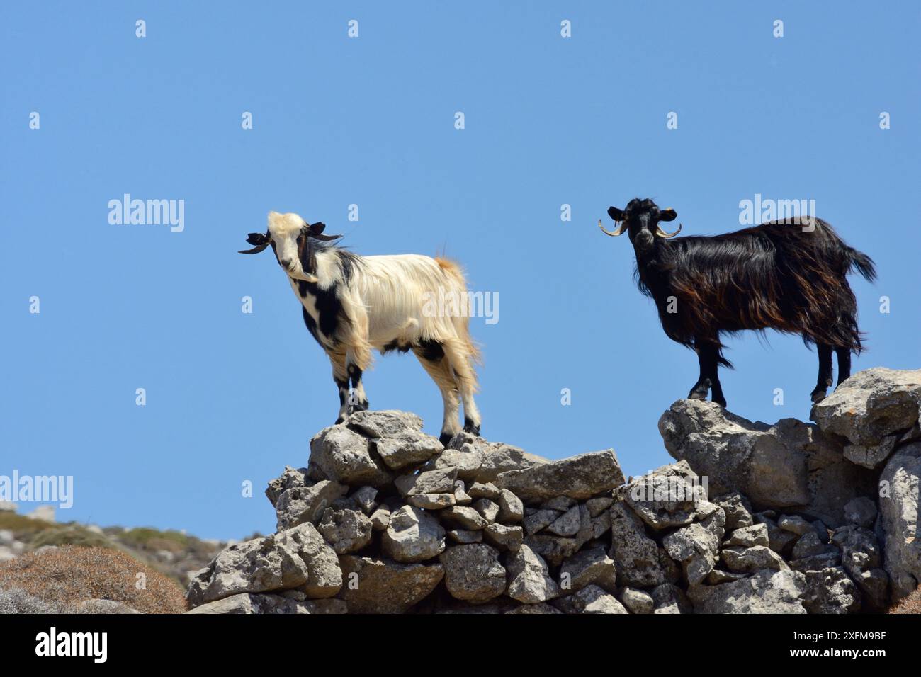 Domestic goats (Capra hircus) standing in a cooling breeze on a hilltop ...