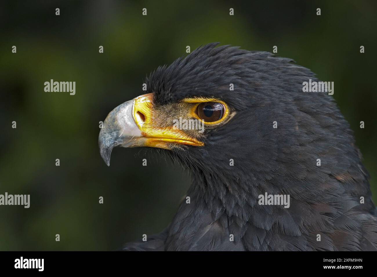 Verreauxii hi-res stock photography and images - Alamy