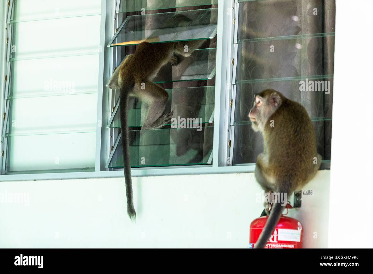 Crab eating macaque (Macaca fascicularis) group stealing food from ...