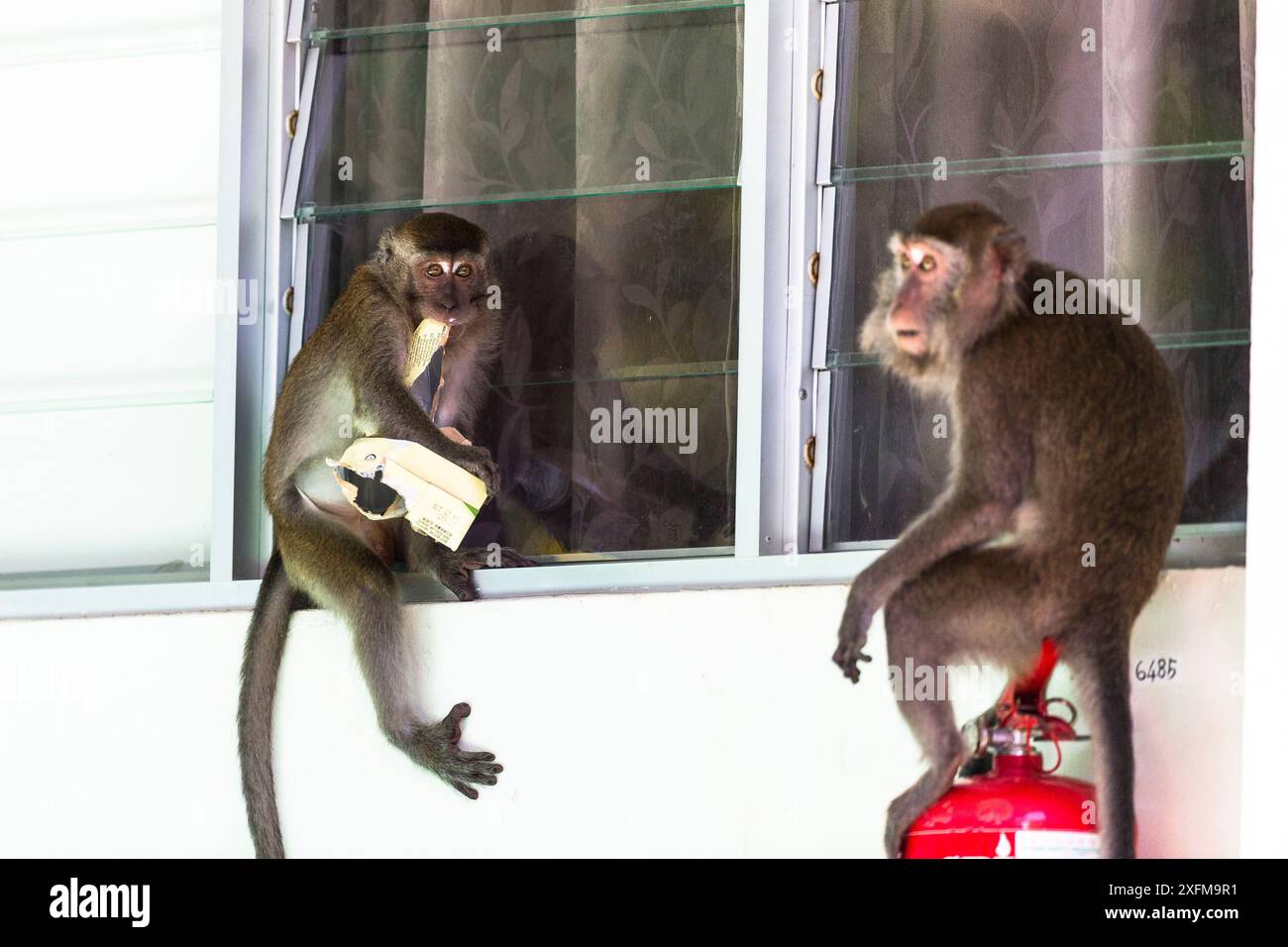 Crab eating macaque (Macaca fascicularis) group stealing food from ...