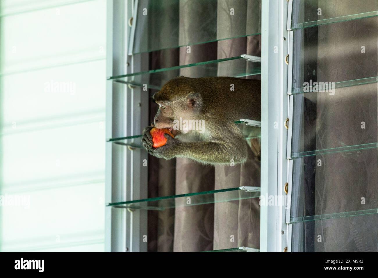 Crab eating macaque (Macaca fascicularis) stealing food from tourist ...