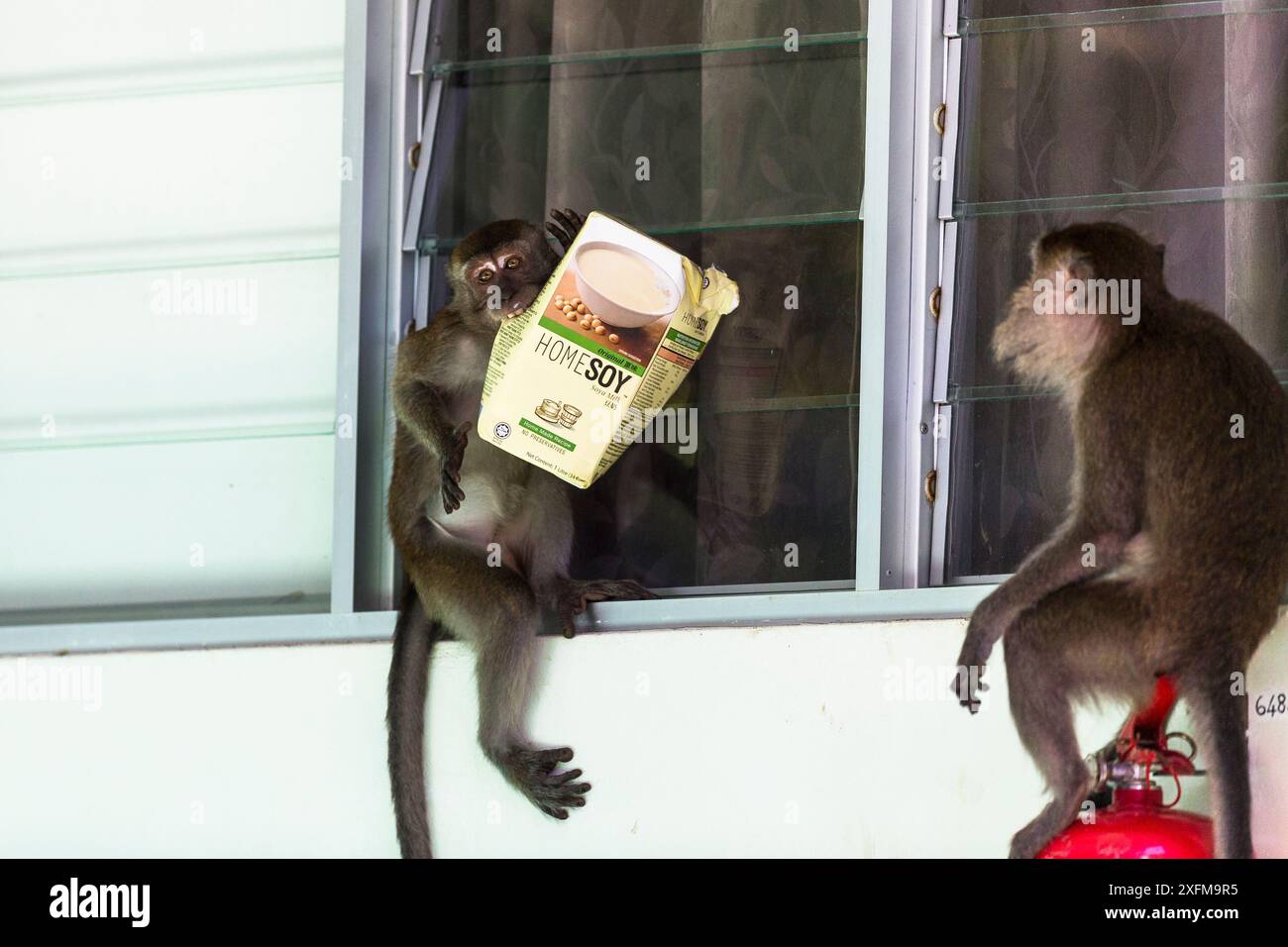 Crab eating macaque (Macaca fascicularis) group stealing food from ...